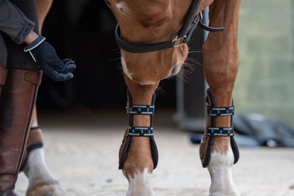 Tendon and Fetlock Boots | Exoskeleton Horse Boots by Cryochaps